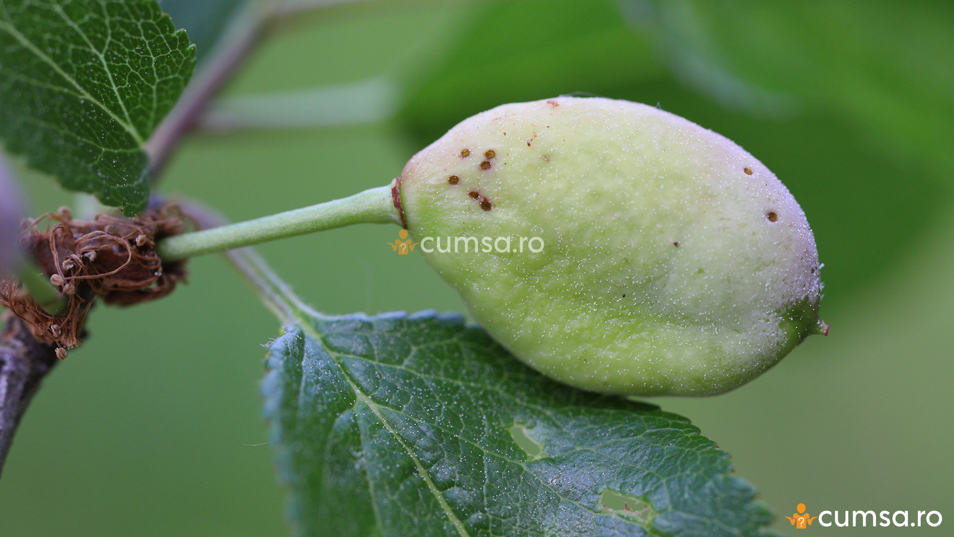 Hurlupi la pruni. Cum sa identifici aceasta boala si ce tratamente sa ...
