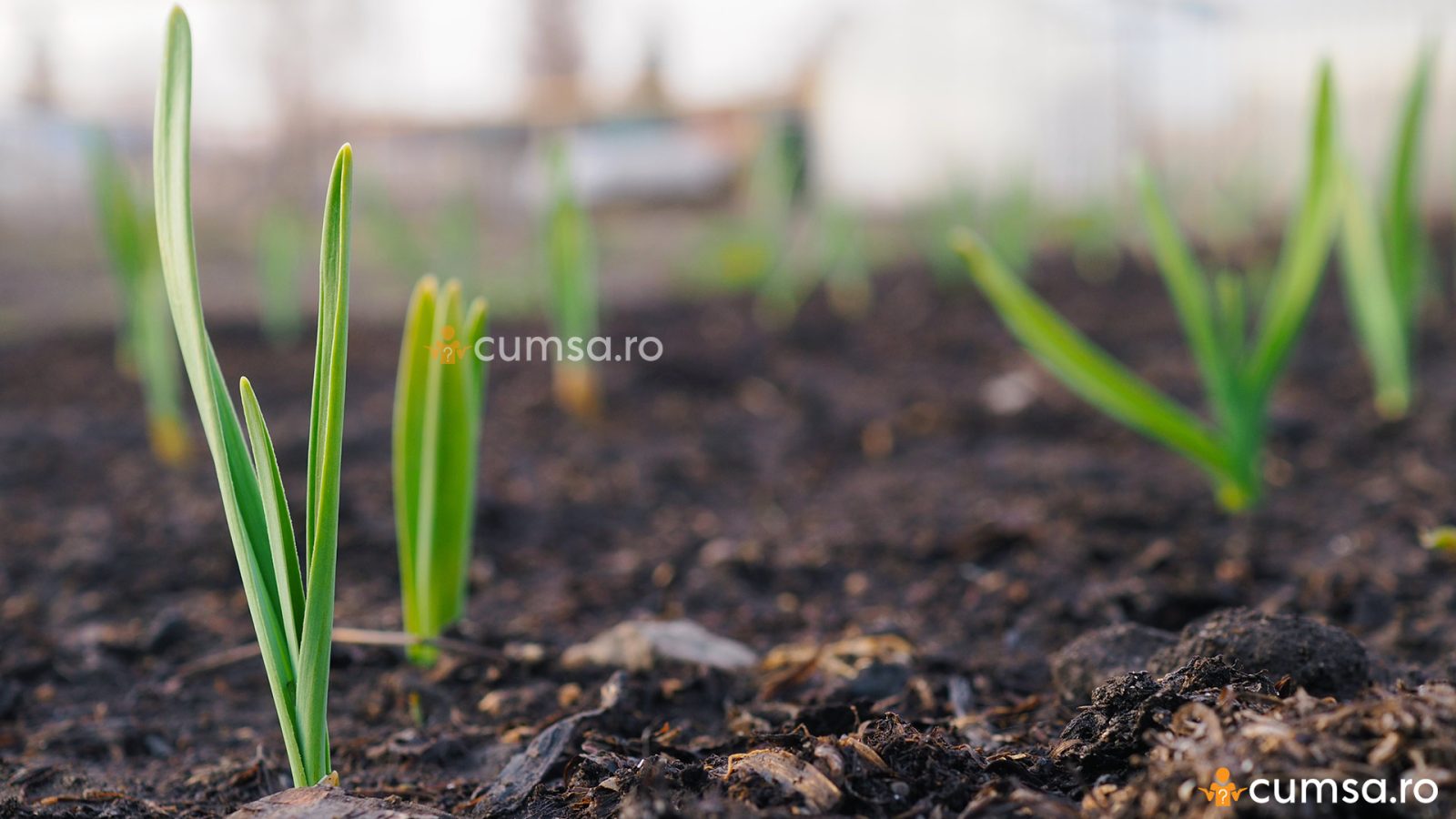 Cum sa procedezi daca usturoiul a rasarit toamna si ce trebuie sa stii ...