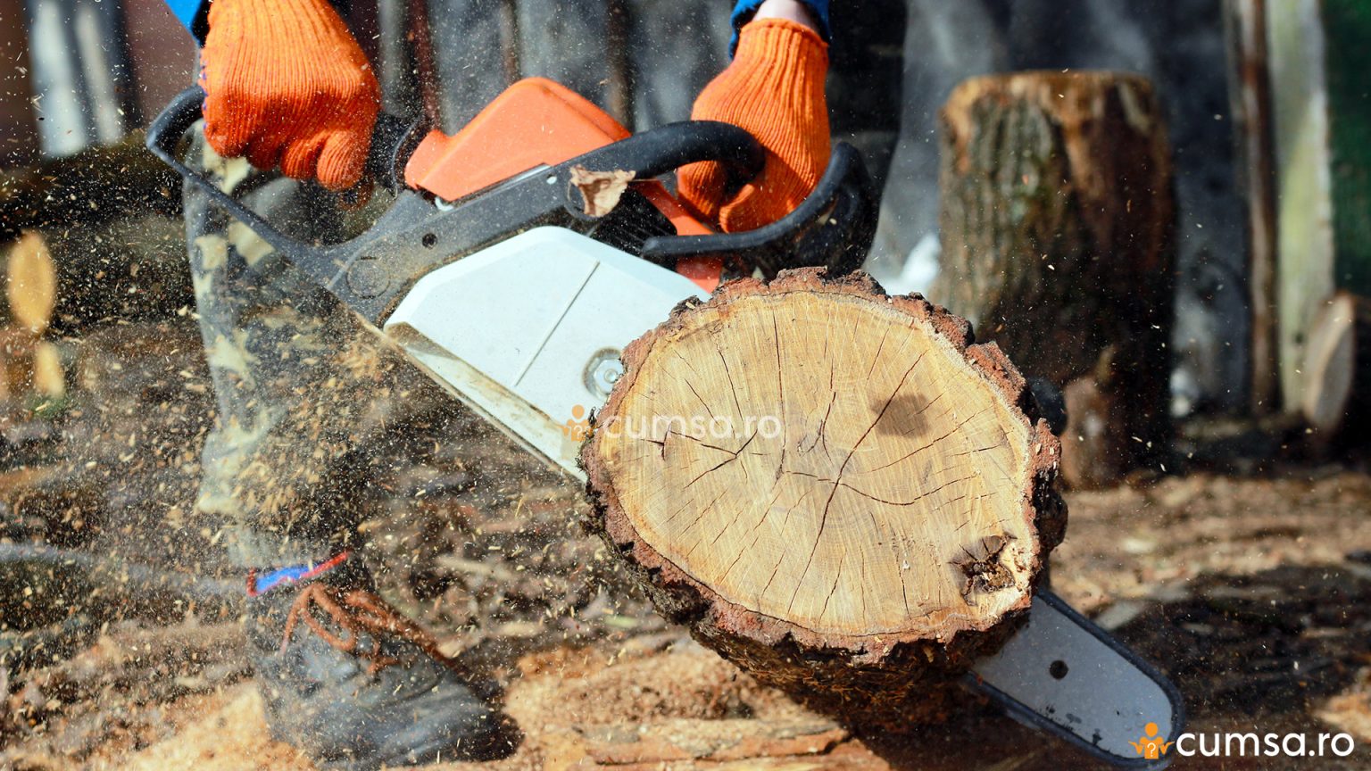 Taiere copaci inalti. Cum sa obtii o autorizatie pentru domeniul public ...