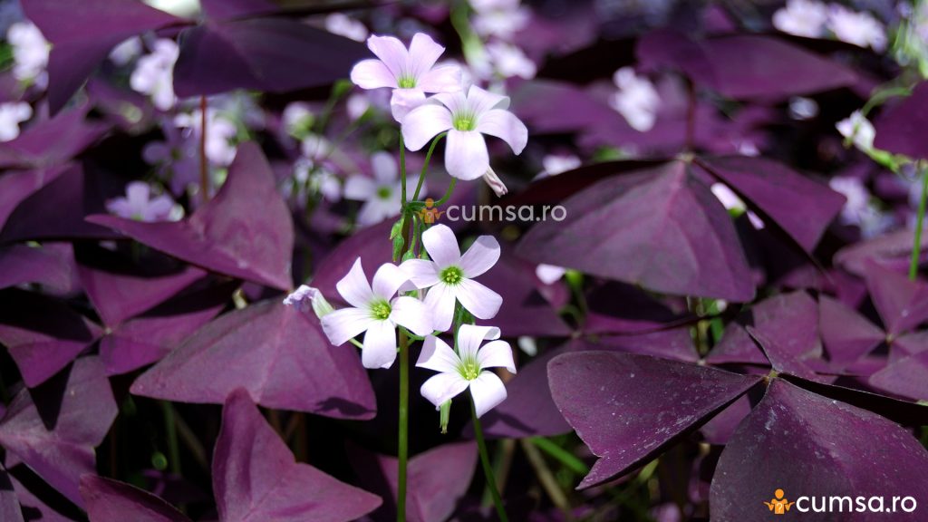 Cum sa ingrijesti Oxalis triangularis (trifoi ornamental). Sfaturi ...