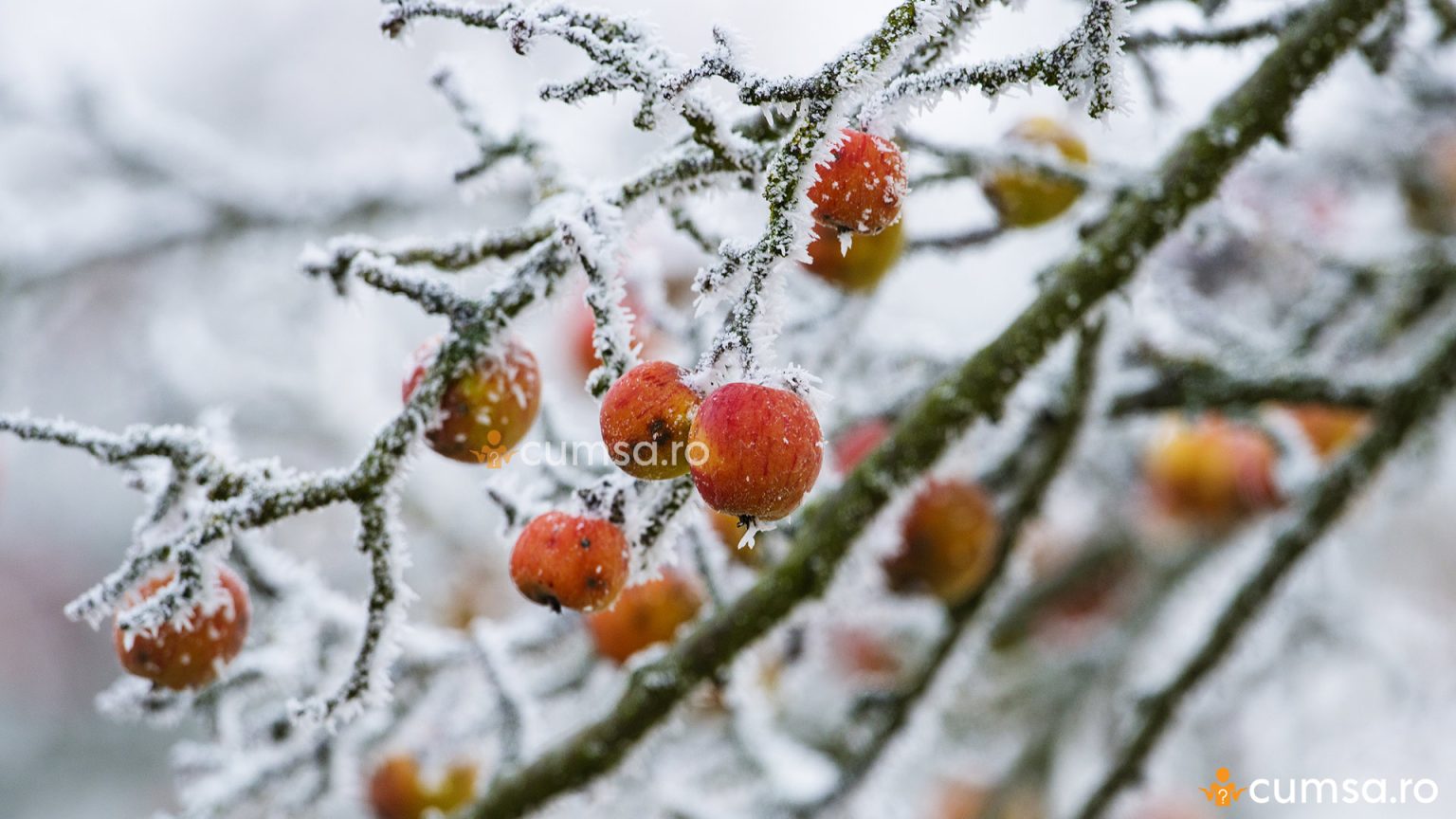 Rezistenta pomilor la inghet. Cum sa protejezi pomii pe timp de iarna ...