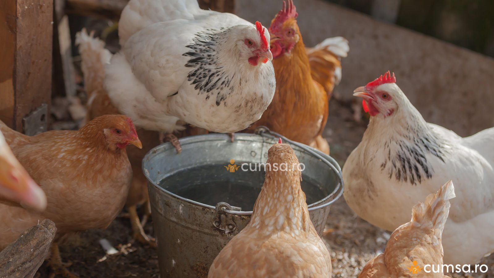 Solutie paduchi gaini in apa de baut. Cum sa scapi pasarile de paraziti ...