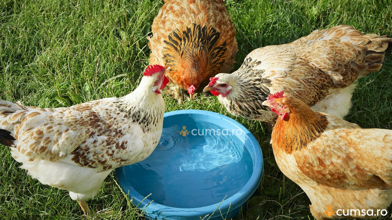 Solutie paduchi gaini in apa de baut. Cum sa scapi pasarile de paraziti ...