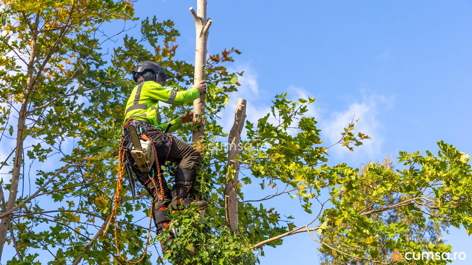 Taiere copaci inalti. Cum sa obtii o autorizatie pentru domeniul public ...