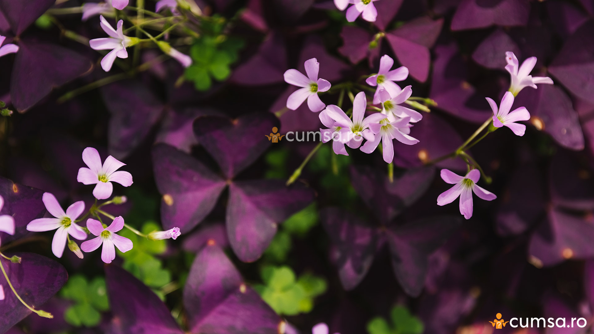 Cum sa ingrijesti Oxalis triangularis (trifoi ornamental). Sfaturi ...