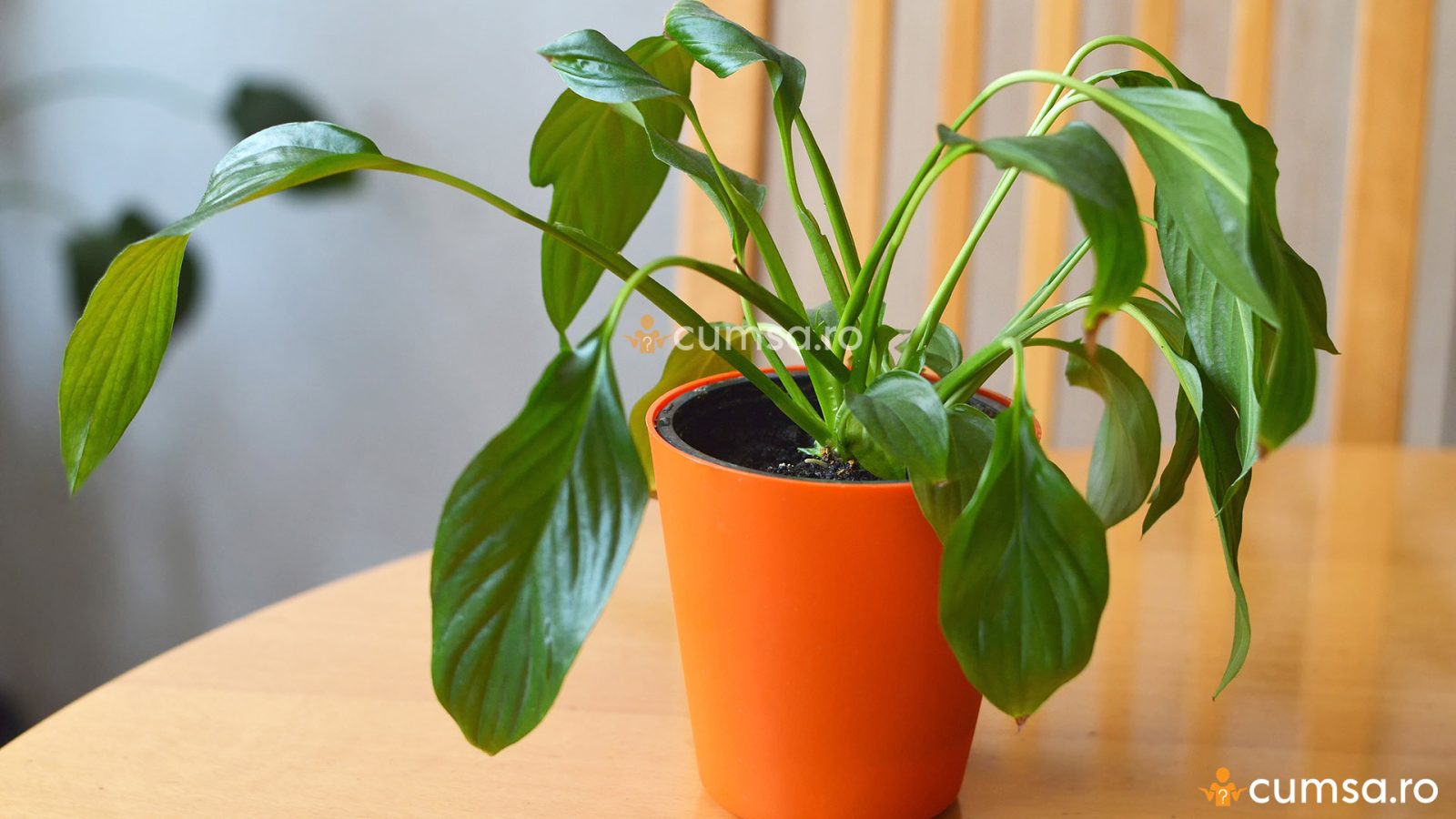 Cum sa previi putrezirea radacinilor la flori. Cauze si simptome - cumsa.ro