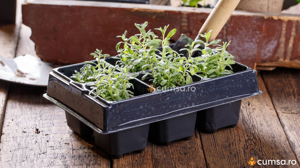 Cum sa obtii rasaduri de lavanda din seminte si cand le poti planta in ...