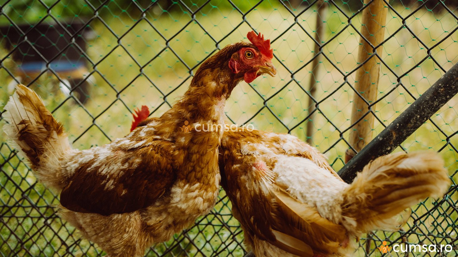 Cum sa previi caderea penelor la gaini si care sunt cauzele - cumsa.ro