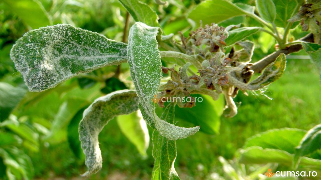 Cum sa previi fainarea marului si ce tratamente sa aplici - cumsa.ro