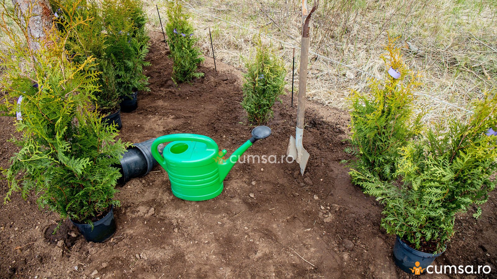 Cand se planteaza tuia. Cum sa faci asta si care este perioada ideala ...