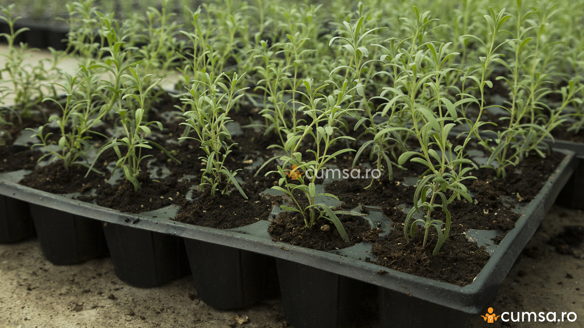 Cum sa obtii rasaduri de lavanda din seminte si cand le poti planta in ...