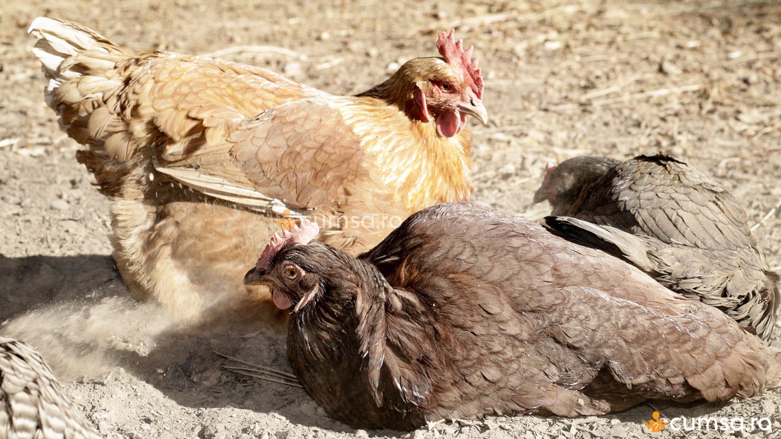 Combaterea paduchilor de gaina in cotete. Cum sa o faci si care sunt ...