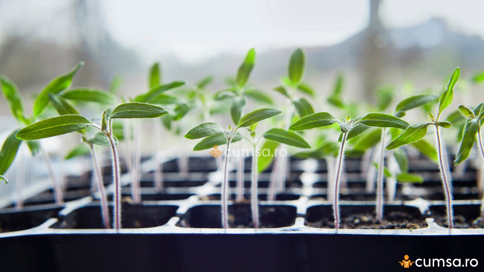 Boli la rasaduri de rosii. Cum sa le identifici si ce tratamente ...