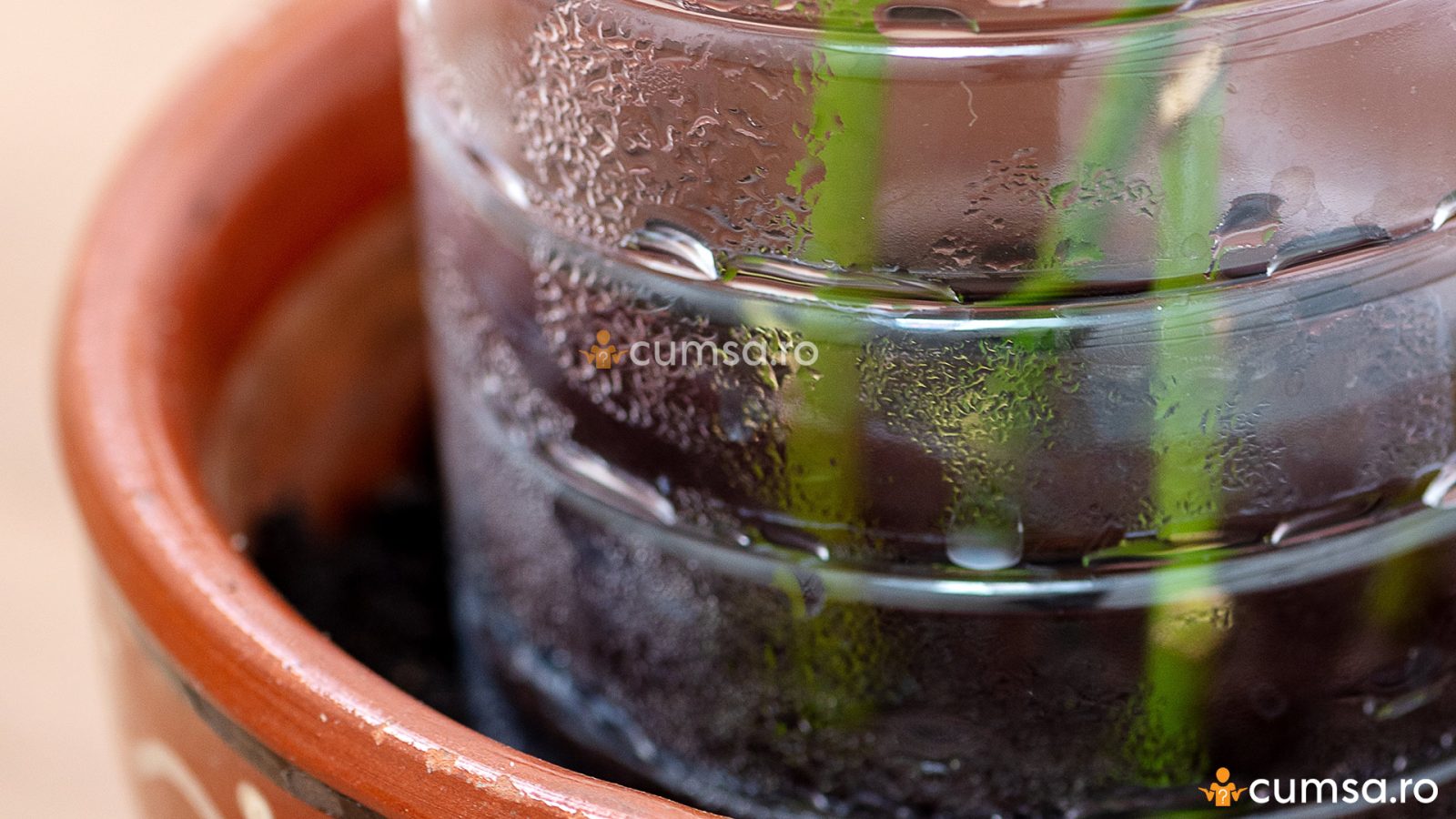 Inmultire trandafiri prin butasi. Cum sa faci asta si care sunt pasii ...