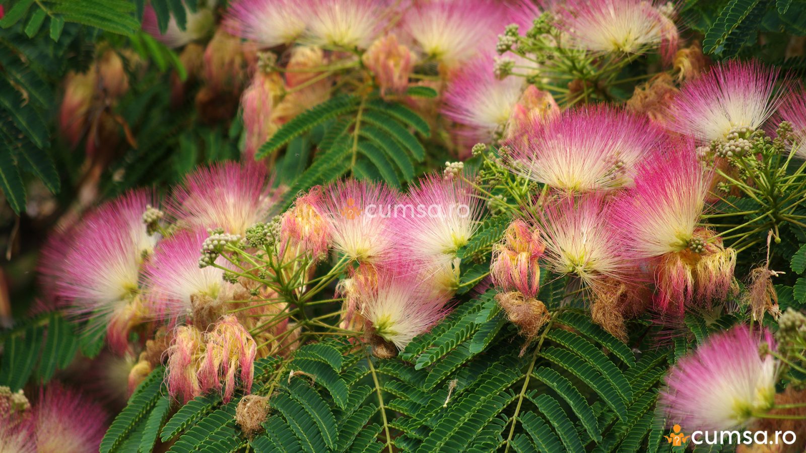 Cand se planteaza arborele de matase si cum sa faci asta - cumsa.ro