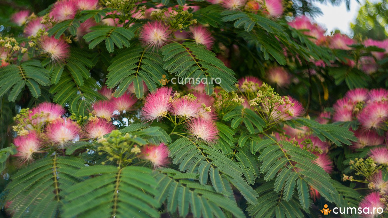 Cand se planteaza arborele de matase si cum sa faci asta - cumsa.ro