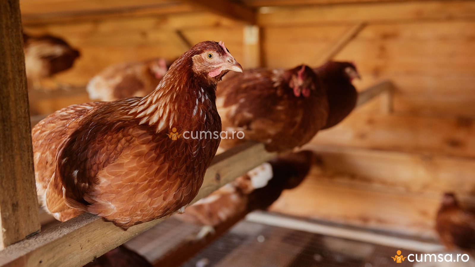 Combaterea paduchilor de gaina in cotete. Cum sa o faci si care sunt ...