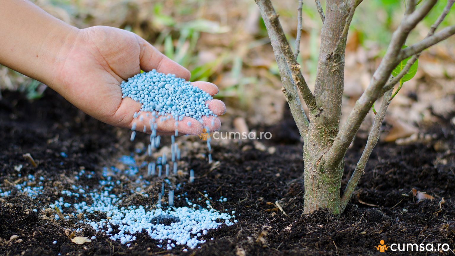 Fertilizarea de primavara a pomilor fructiferi. Cum sa o faci si ce ...