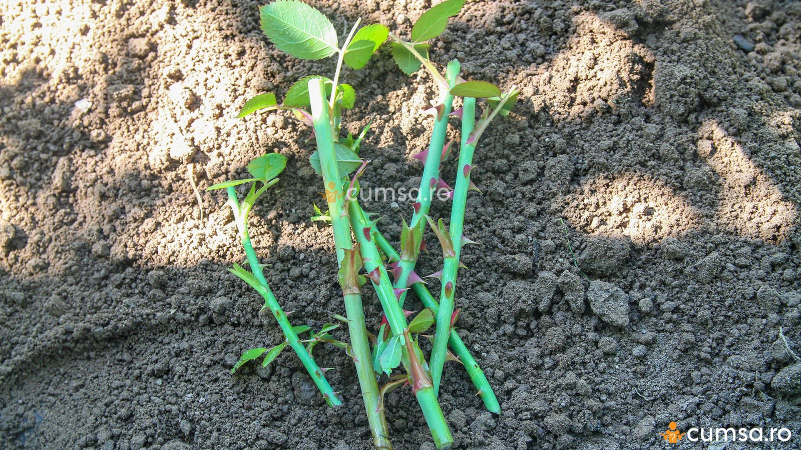 Inmultire trandafiri prin butasi. Cum sa faci asta si care sunt pasii ...