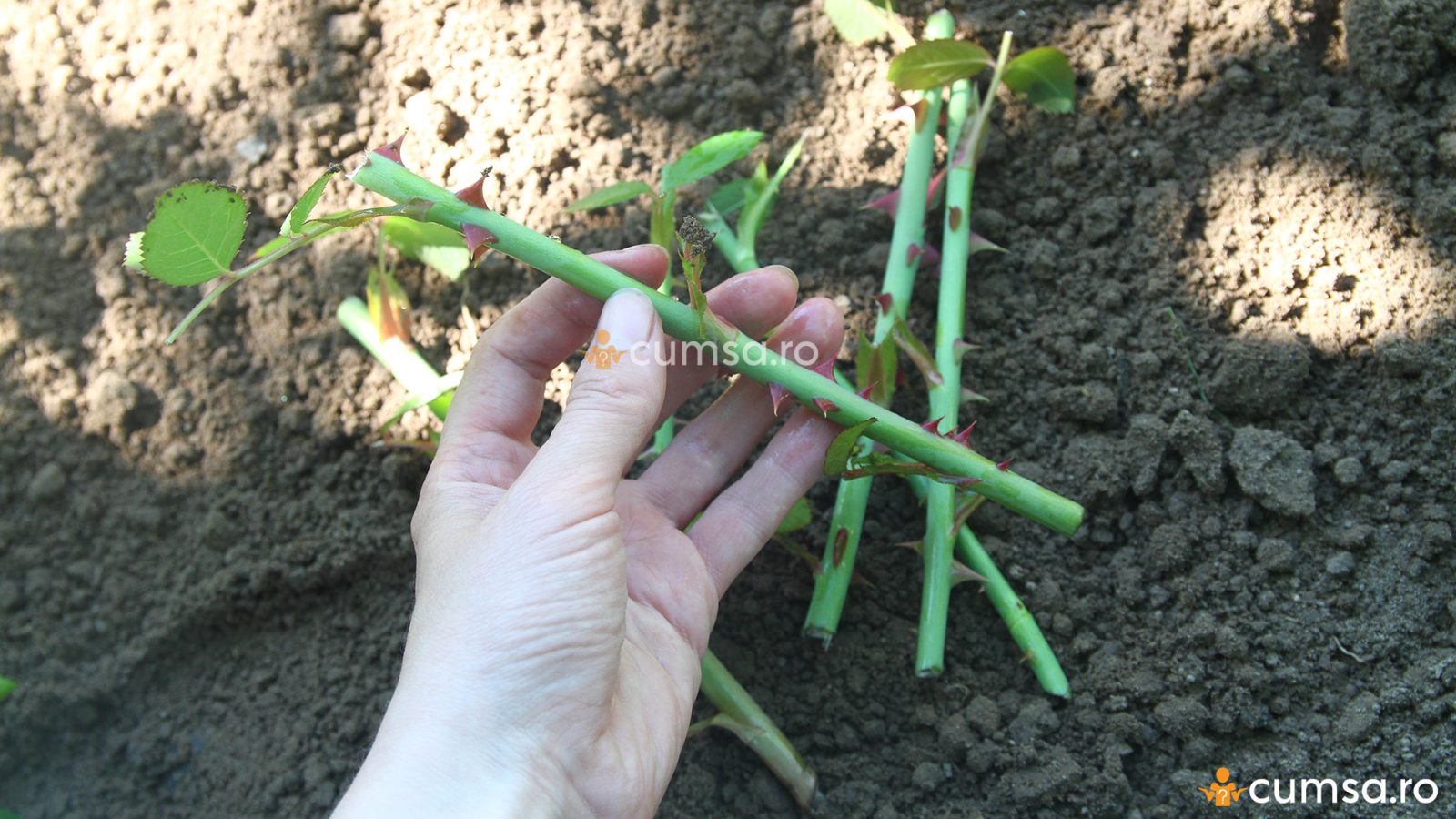 Inmultire trandafiri prin butasi. Cum sa faci asta si care sunt pasii ...