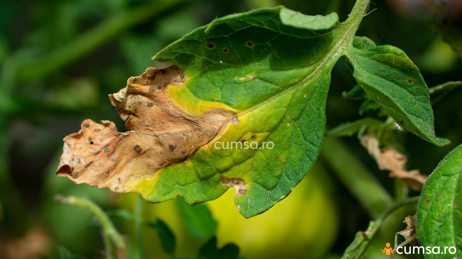 Boli la rasaduri de rosii. Cum sa le identifici si ce tratamente ...