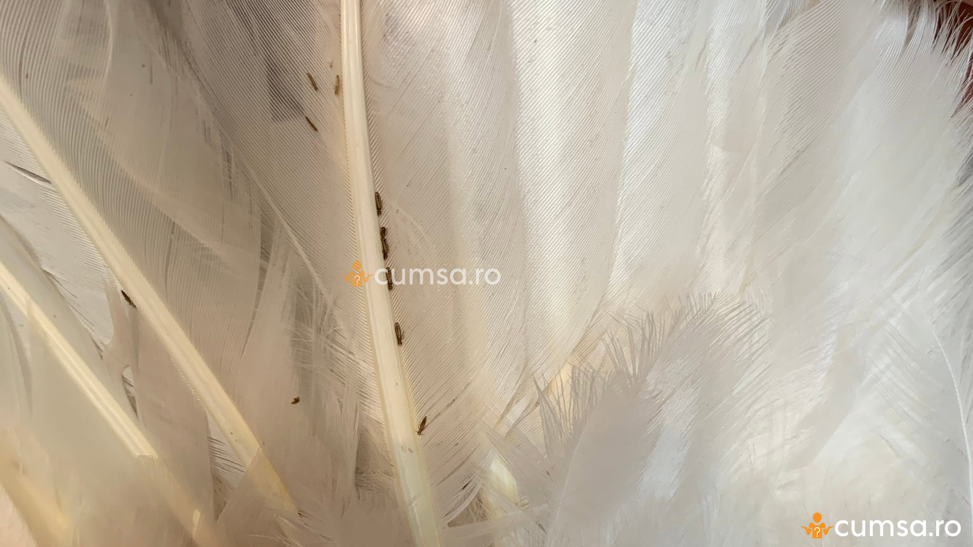 Combaterea paduchilor de gaina in cotete. Cum sa o faci si care sunt ...