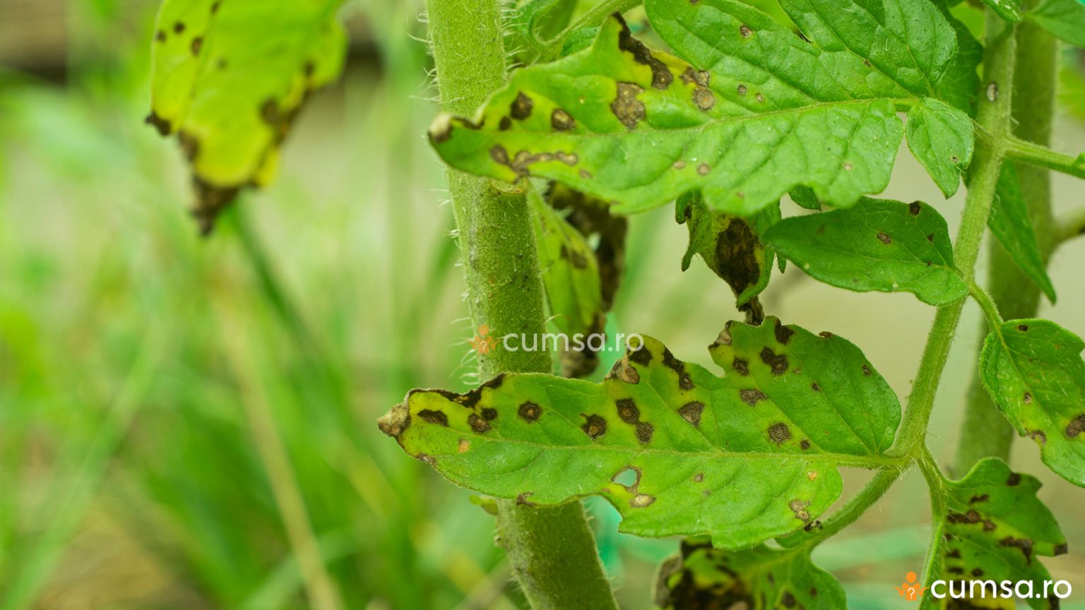 Boli la rasaduri de rosii. Cum sa le identifici si ce tratamente ...