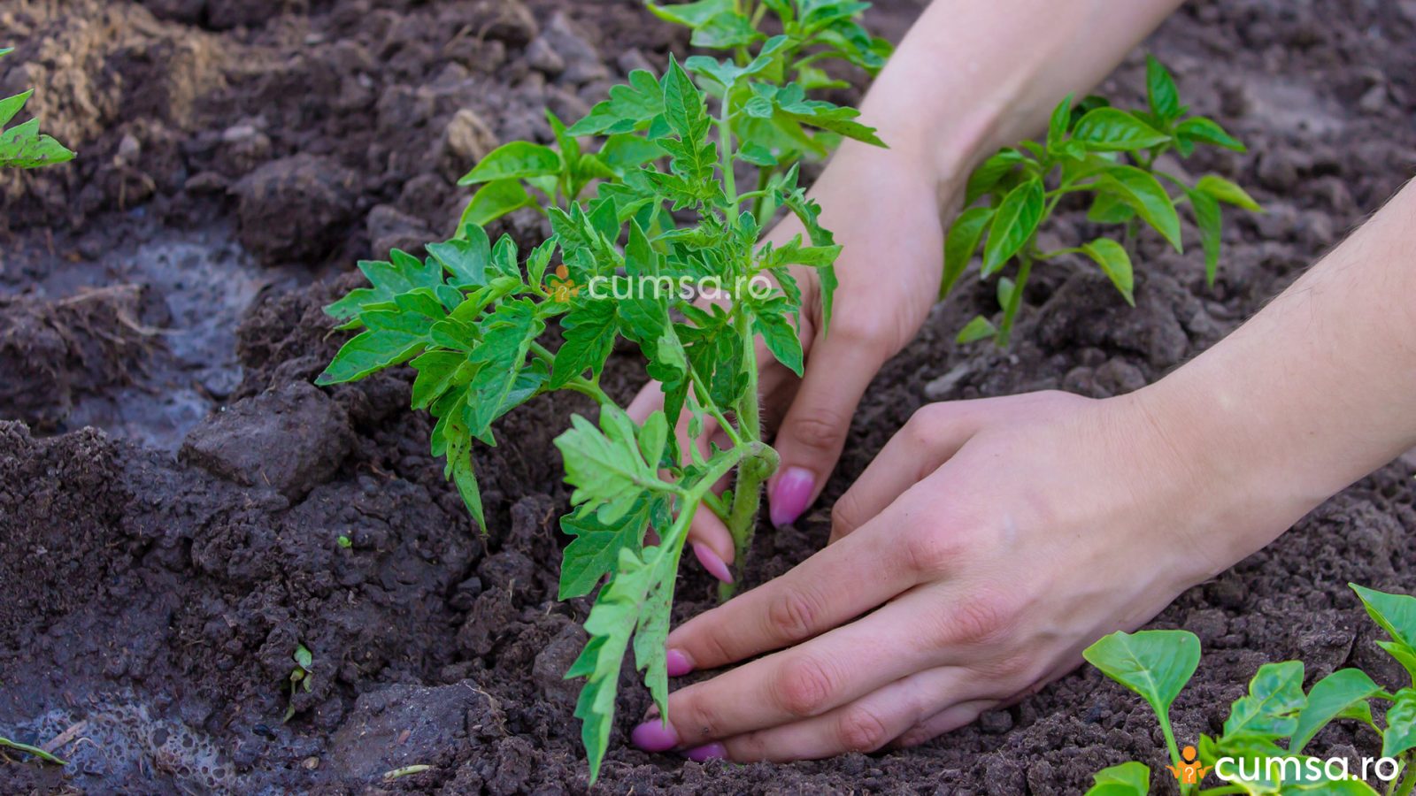 Cand se planteaza rosiile in solar neincalzit si cum sa faci asta ...