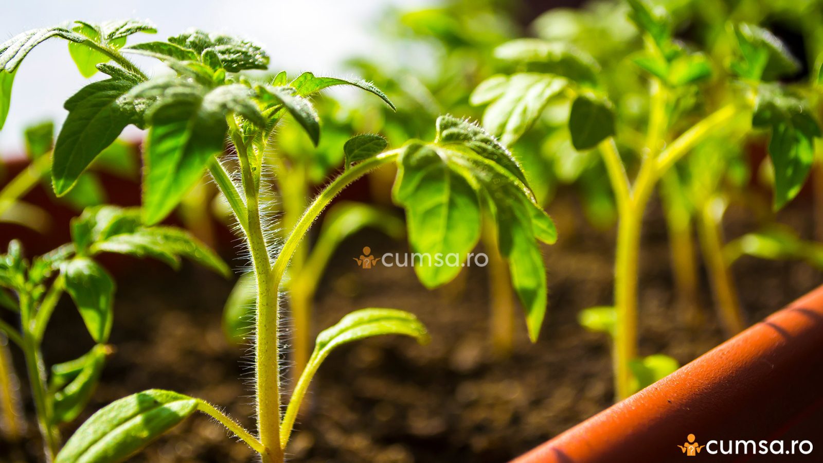 Boli la rasaduri de rosii. Cum sa le identifici si ce tratamente ...