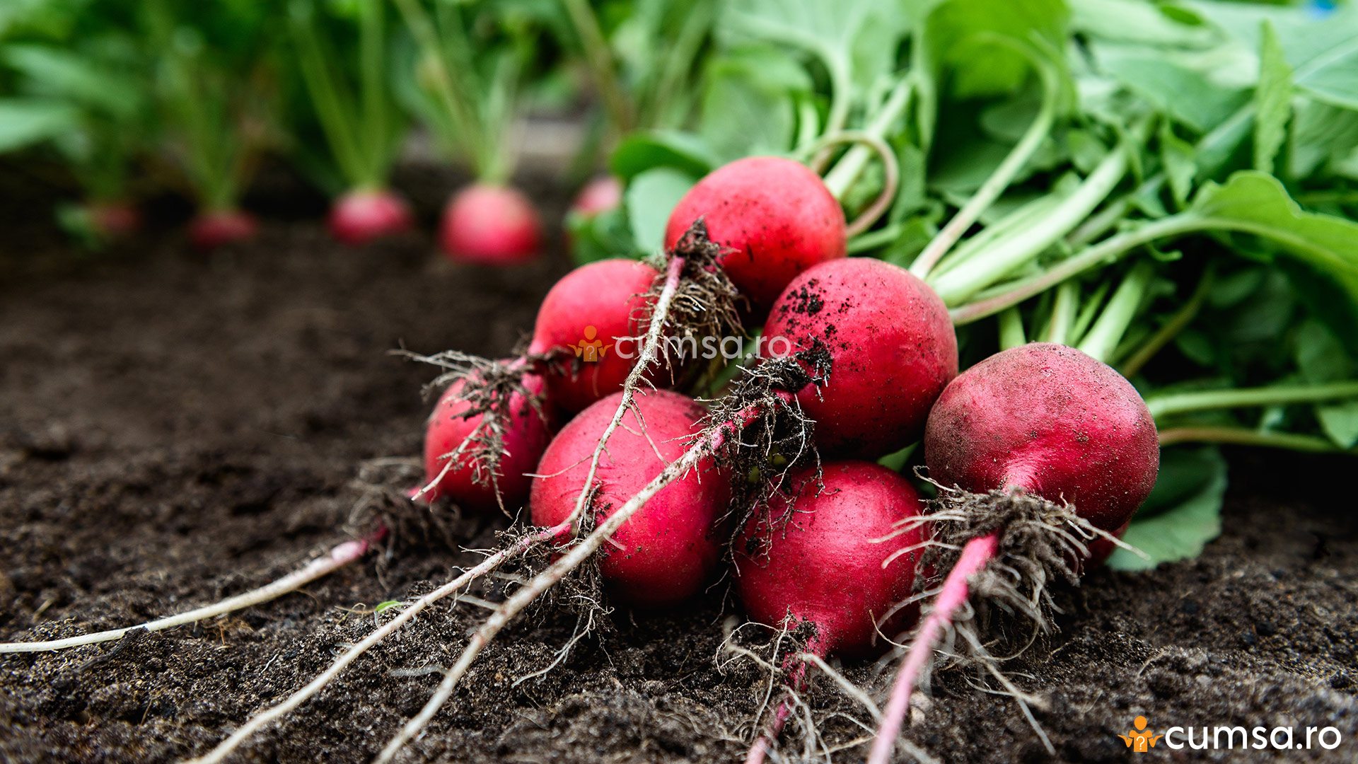 Cultivarea ridichilor de luna in gradina. Cum sa o faci si care sunt ...