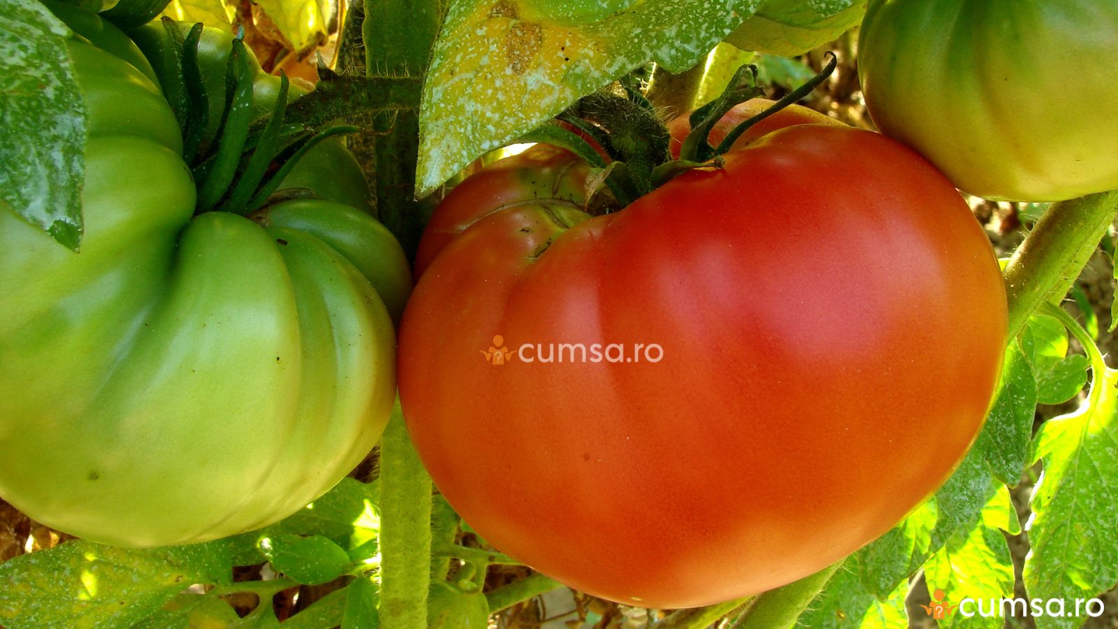 Cand se stropesc rosiile cu piatra vanata si cum sa faci solutia - cumsa.ro