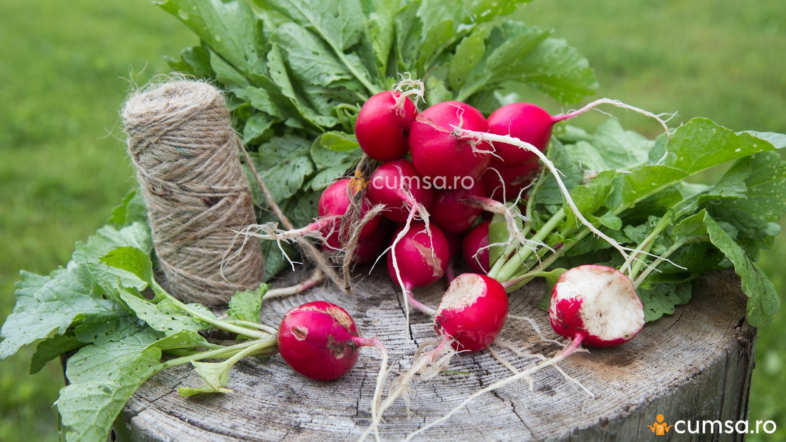 Boli si daunatori la ridichi. Cum sa combati si ce tratamente aplici ...