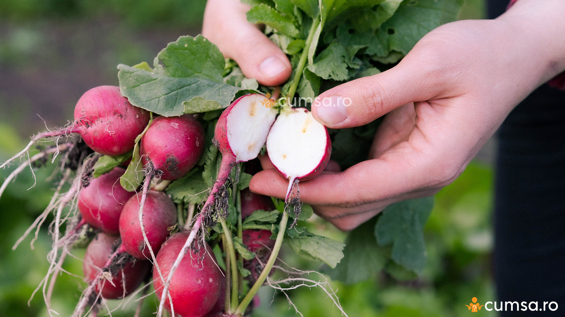 Boli si daunatori la ridichi. Cum sa combati si ce tratamente aplici ...