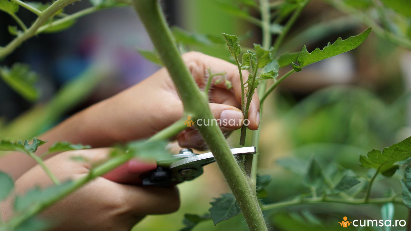 Cand se copilesc rosiile si cum sa faci asta in mod corect - cumsa.ro