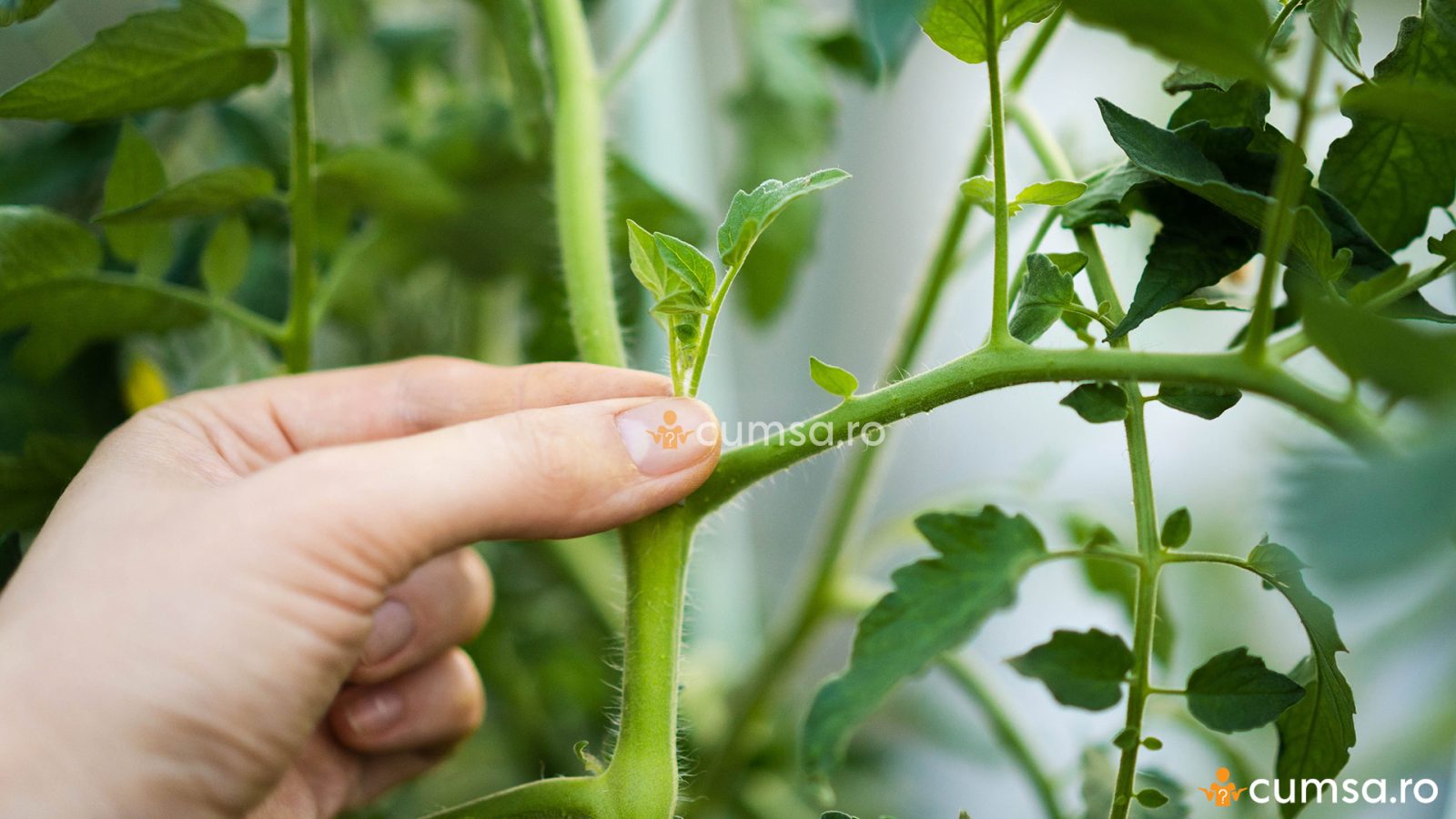 Cand se copilesc rosiile si cum sa faci asta in mod corect - cumsa.ro