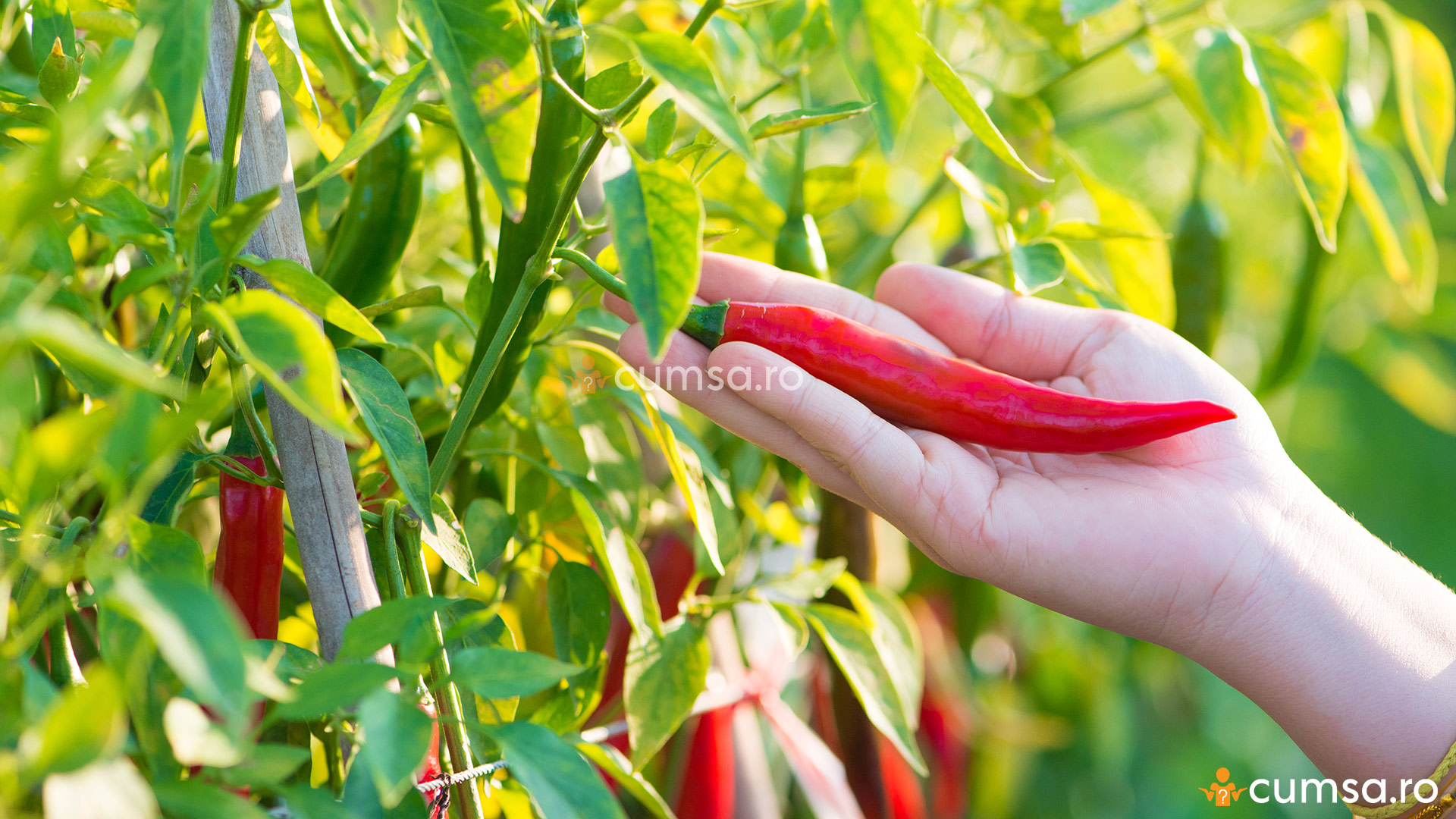 Cand se planteaza ardeiul iute. Cum sa o faci si de la ce temperaturi ...