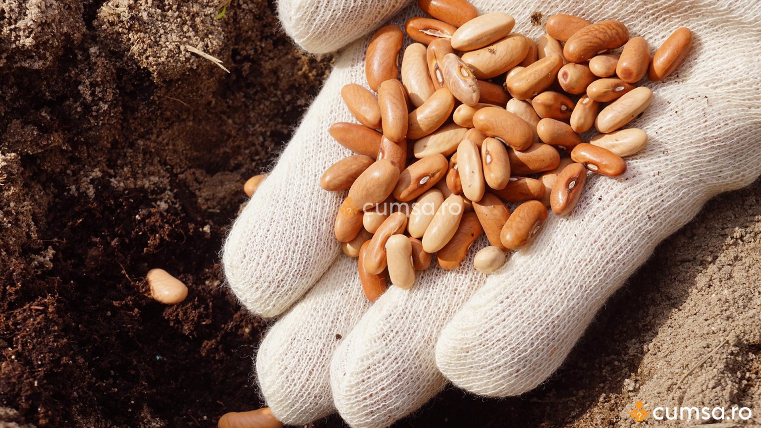 Cate boabe de fasole se pun in cuib. Cum sa le semeni si in ce perioada ...