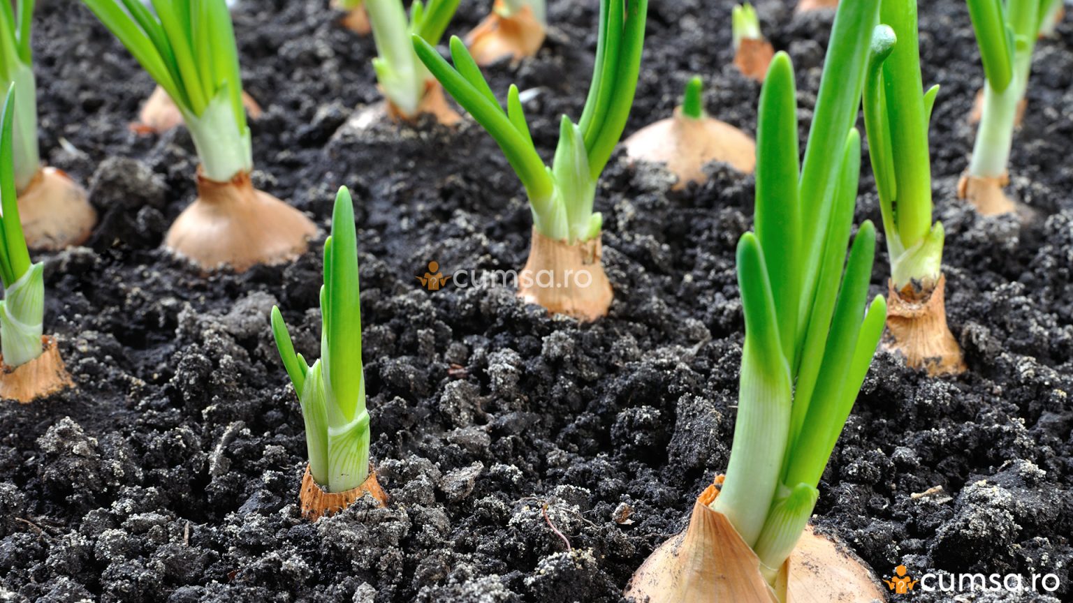 Cum sa faci plantarea cepei in gradina. Sfaturi utile pentru o recolta ...