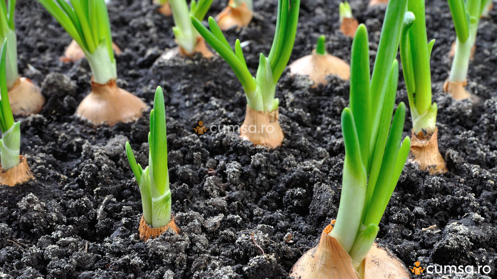 Cum sa faci plantarea cepei in gradina. Sfaturi utile pentru o recolta ...