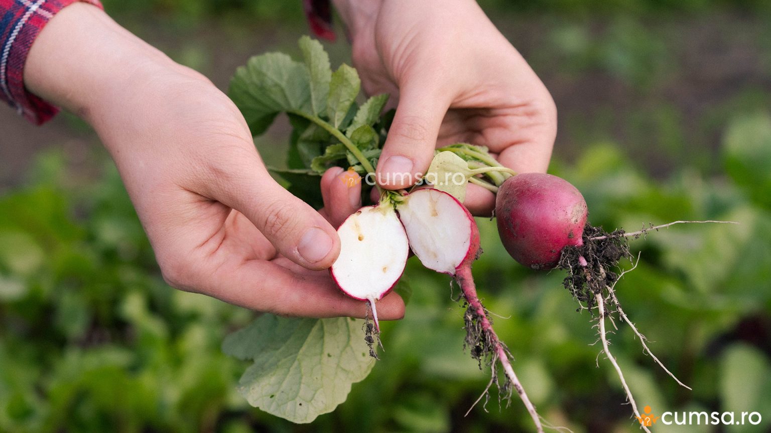 Boli si daunatori la ridichi. Cum sa combati si ce tratamente aplici ...