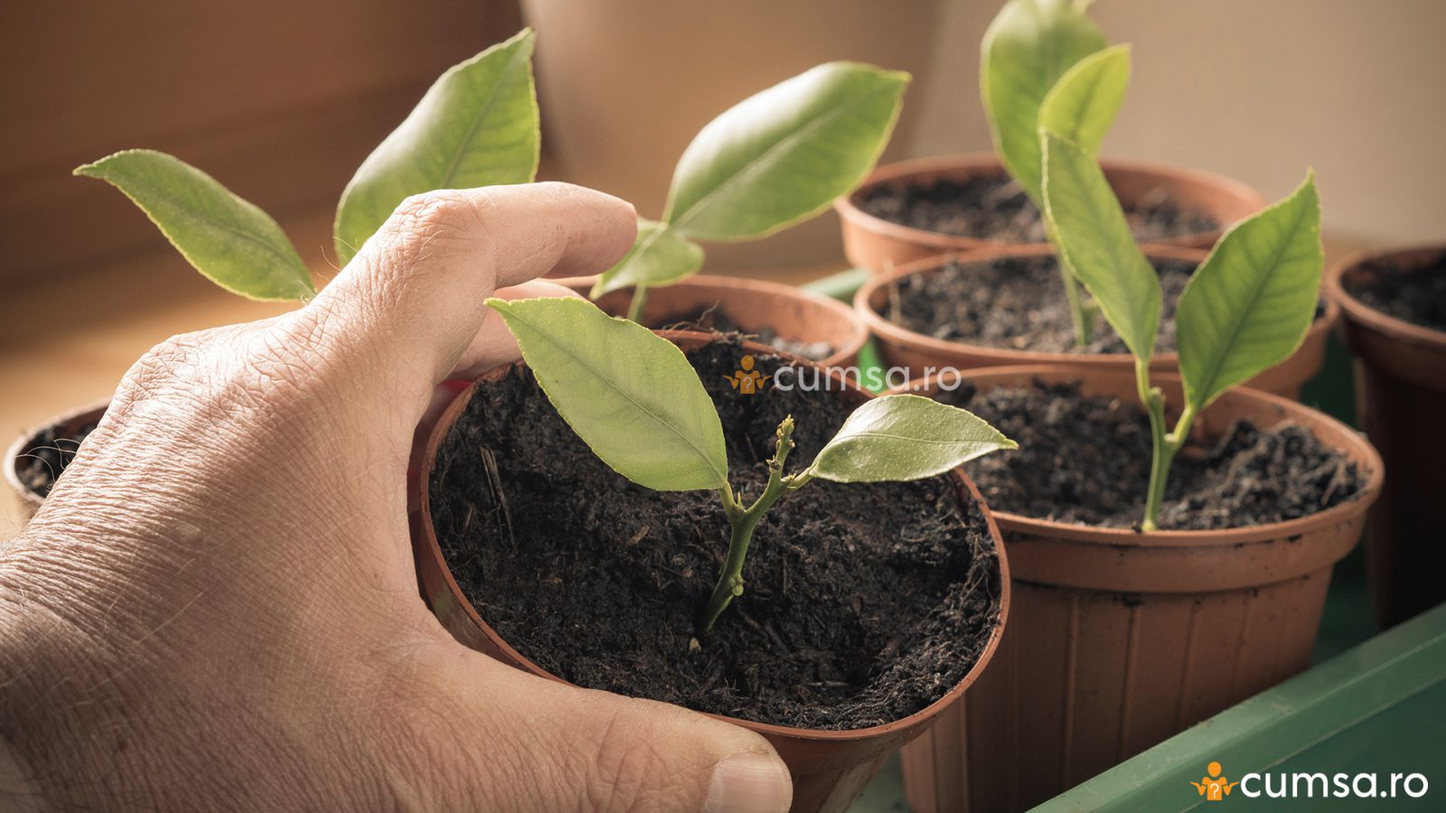 Inmultire lamai. Cum sa o faci si care sunt metodele - cumsa.ro