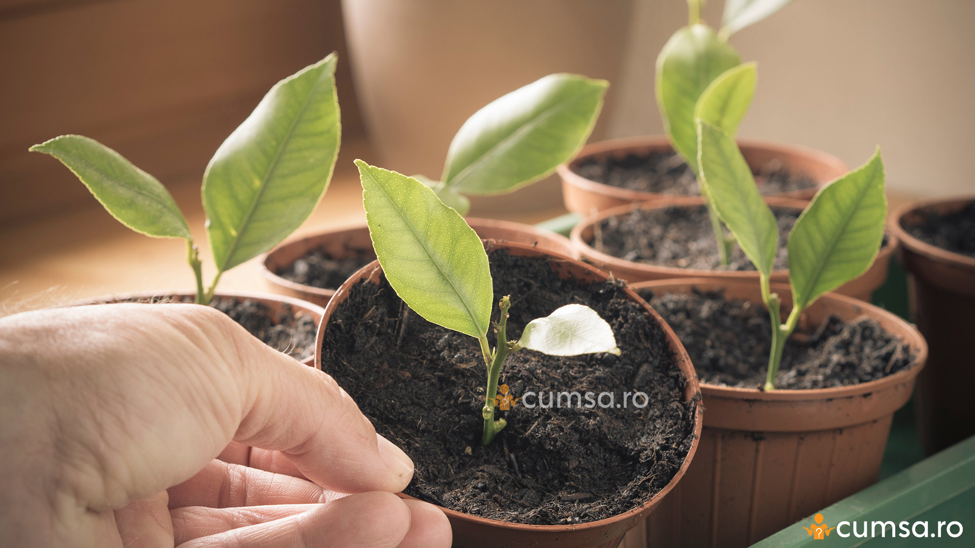 Inmultire lamai. Cum sa o faci si care sunt metodele - cumsa.ro