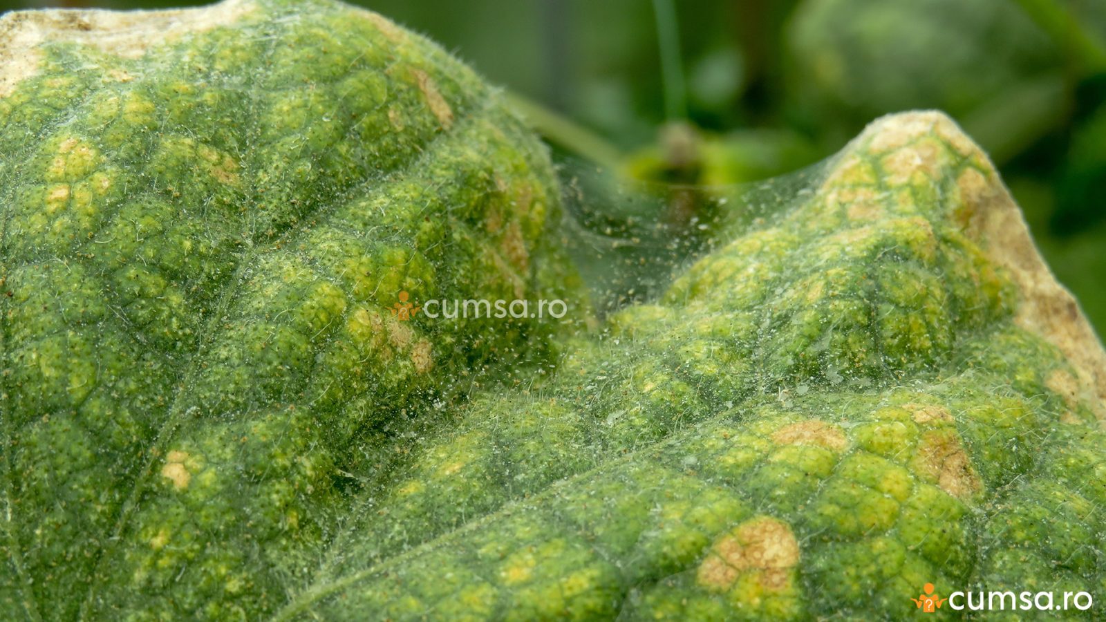 Insecticid pentru paianjenul rosu. Cum sa previi si sa combati acest ...