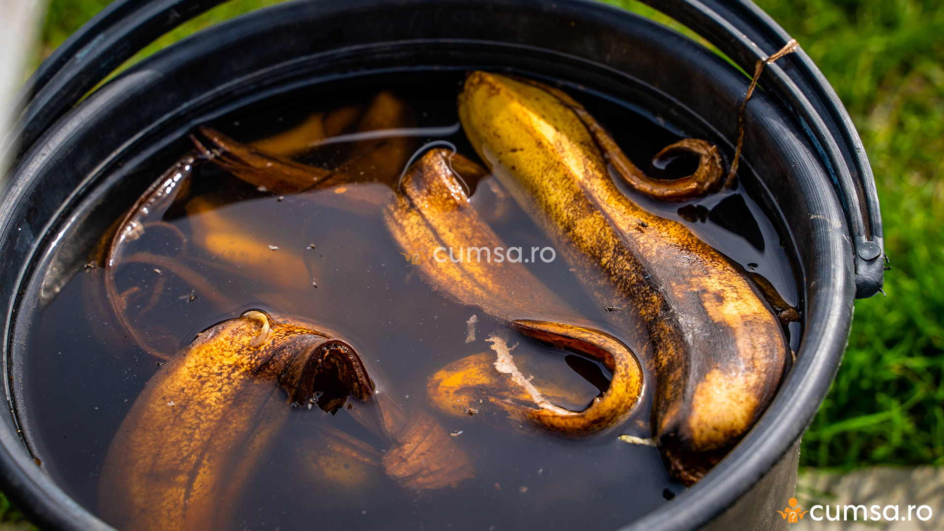 Potasiu natural pentru rosii. Cum sa il administrezi si ce rol are ...