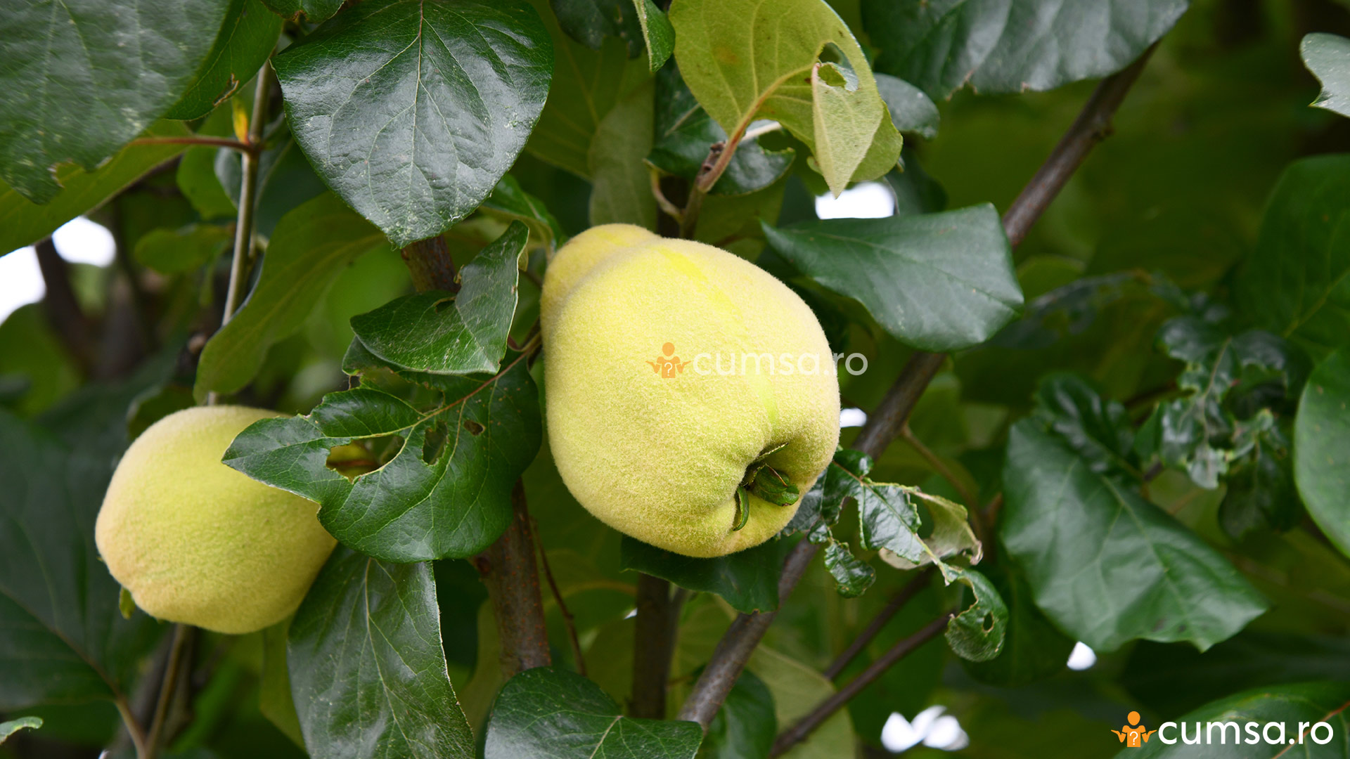 Cand se culeg frunzele de gutui pentru ceai si cum sa le usuci - cumsa.ro