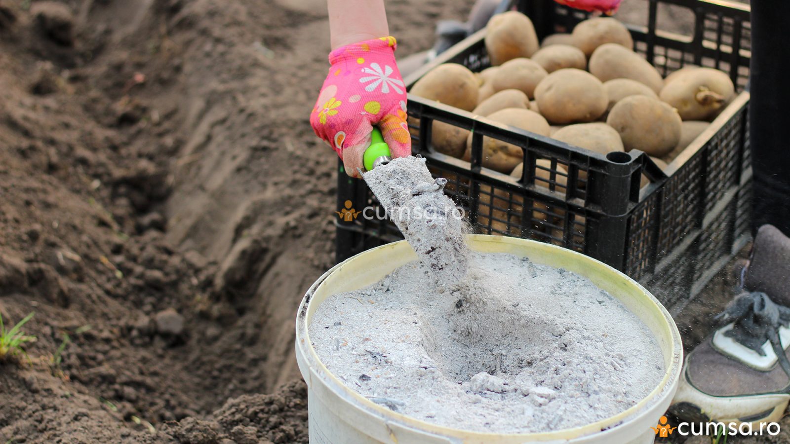 Cenusa la cartofi. Cum sa o utilizezi si cand se administreaza - cumsa.ro