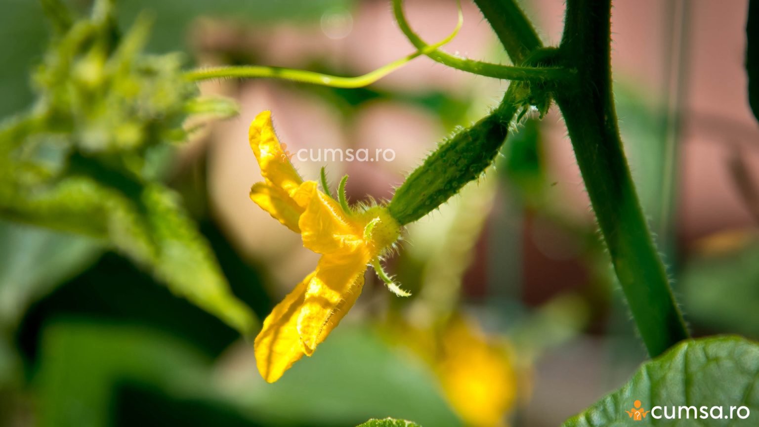 De ce nu infloresc castravetii. Cum sa procedezi si care sunt cauzele ...