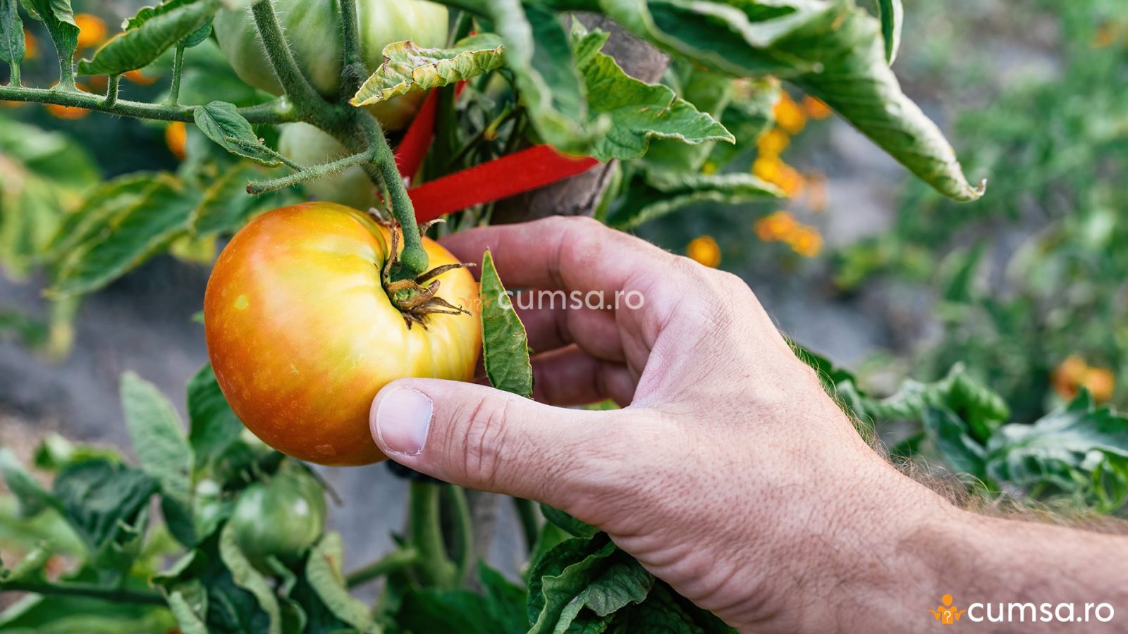 De ce nu se coc rosiile. Cum sa procedezi in acest caz si care sunt ...
