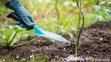 De ce cad florile la rosii si cum sa protejezi cultura de tomate - cumsa.ro