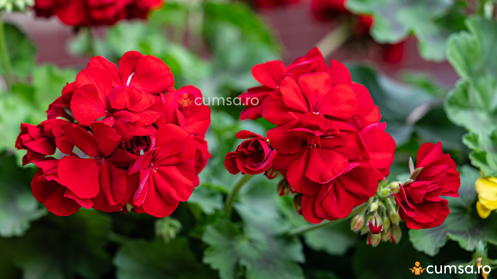 Cum sa folosesti aspirina la muscate si ce efecte are - cumsa.ro